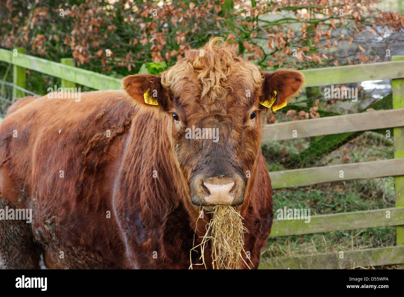 Bull eating hay hi-res stock photography and images - Alamy
