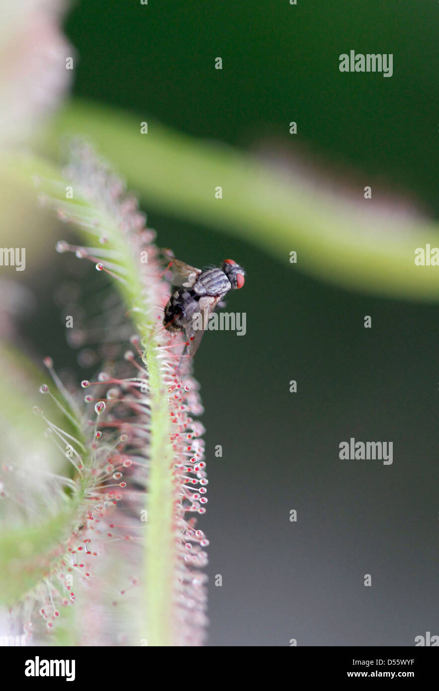A fly is seen trapped on the sticky leaves of a Carnivorous plant ...
