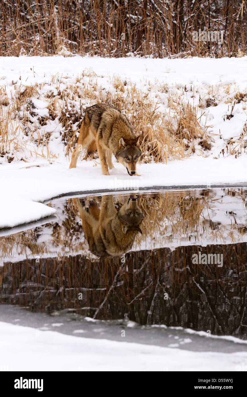 Gray Wolf, Canis lupus reflection in the lake Stock Photo - Alamy