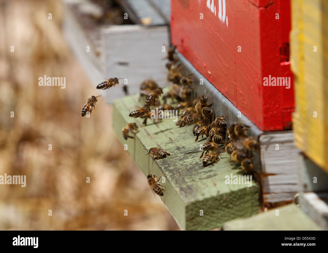 Honey bees are seen outside their wooden beehive Stock Photo - Alamy