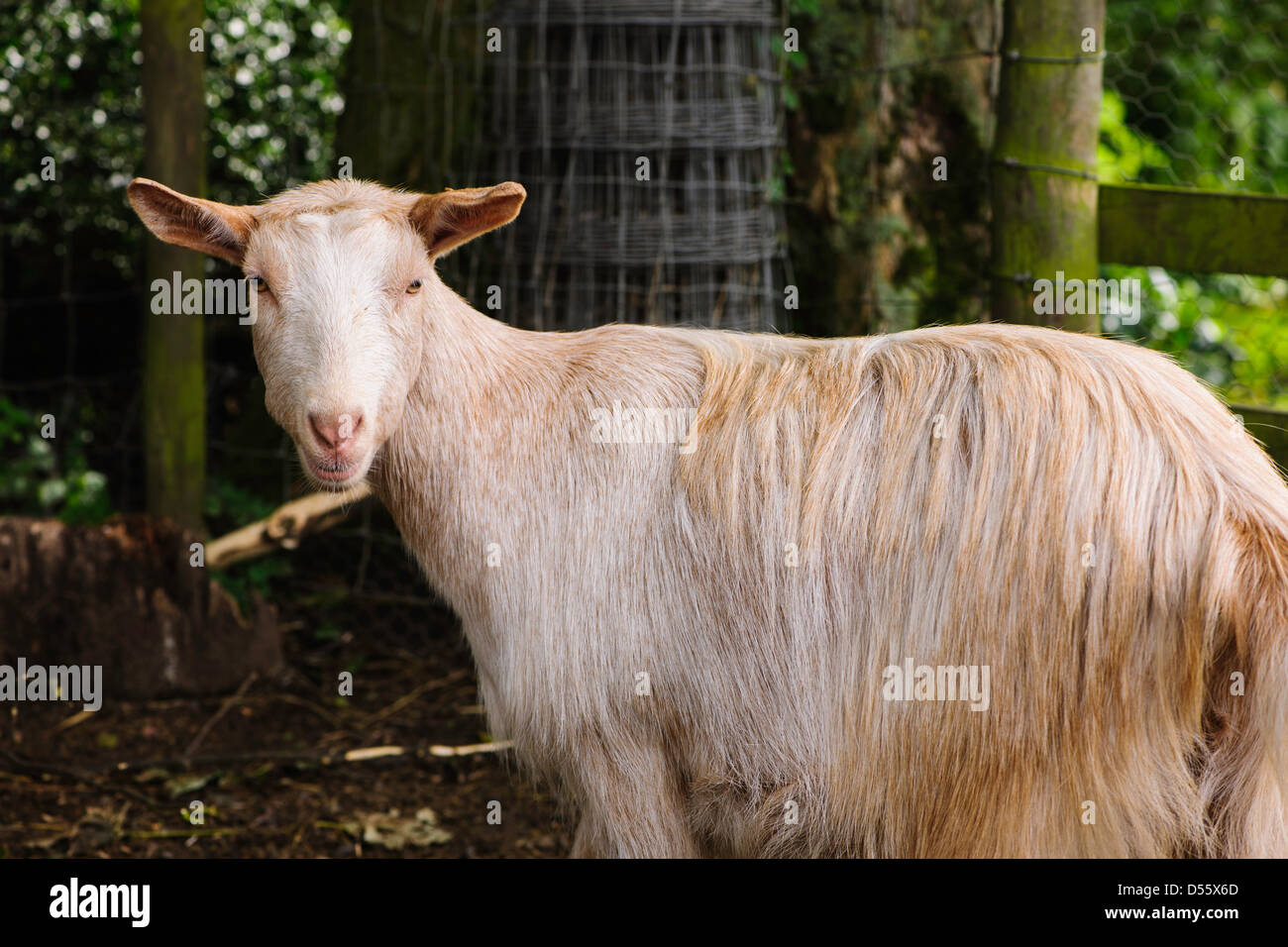Golden guernsey goat hi-res stock photography and images - Alamy