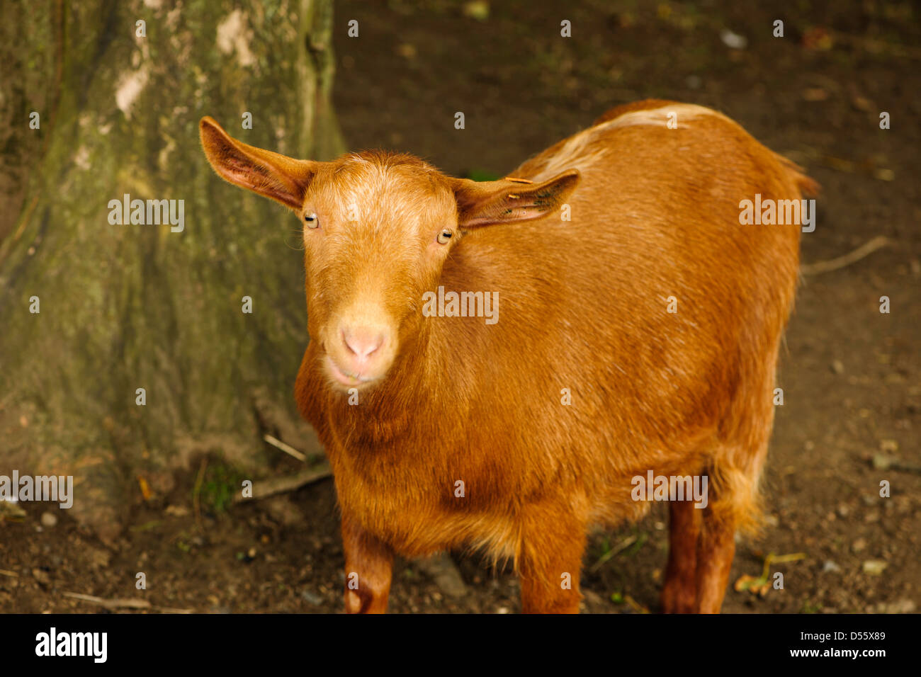 Golden guernsey goat hi-res stock photography and images - Alamy