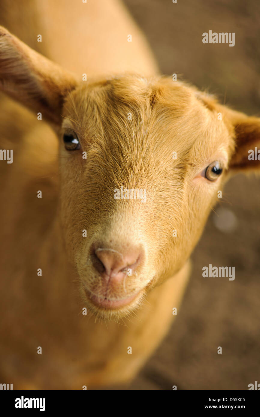 Golden Guernsey Goat, up close Stock Photo - Alamy