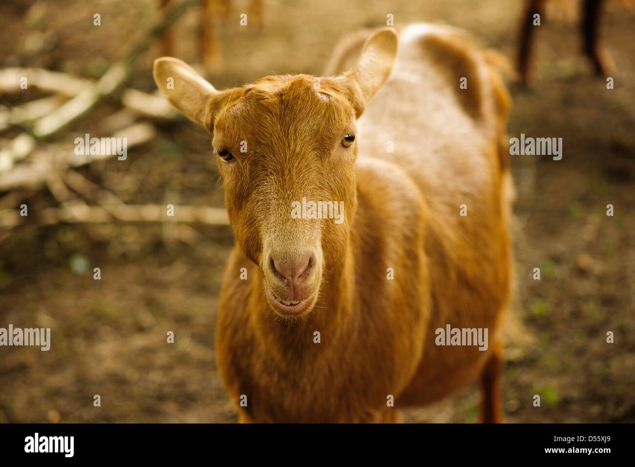 Golden Guernsey Goat Stock Photo - Alamy