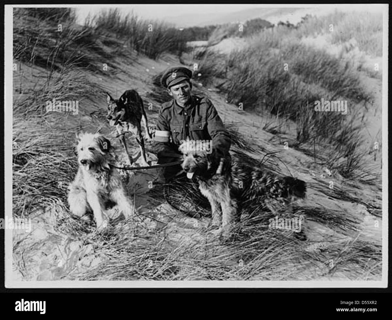 Dogs of war hi-res stock photography and images - Alamy