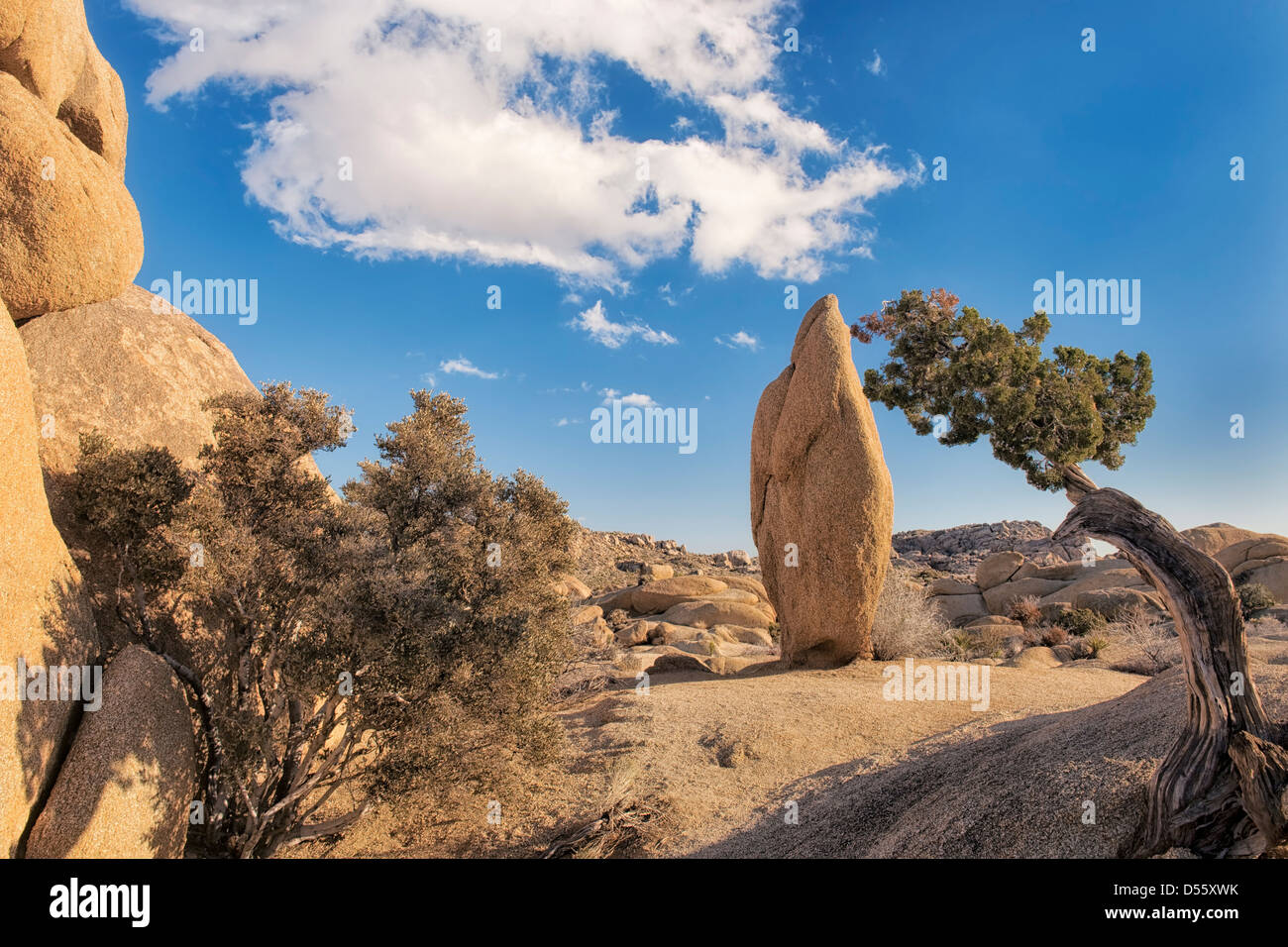 This iconic boulder stands by a juniper tree at Jumbo Rocks in ...