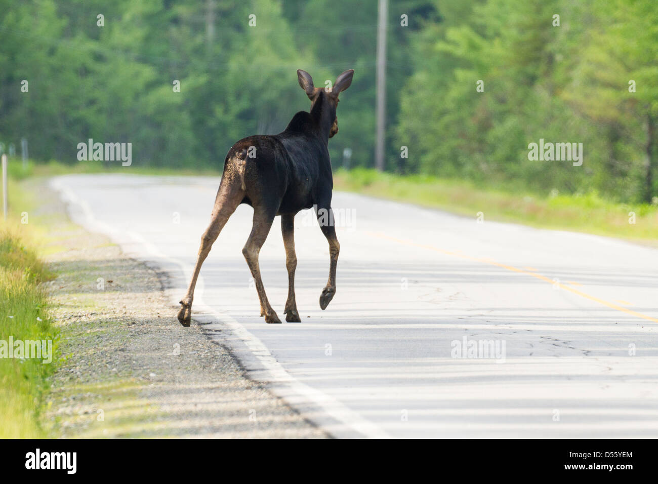 Road hazard hi-res stock photography and images - Alamy