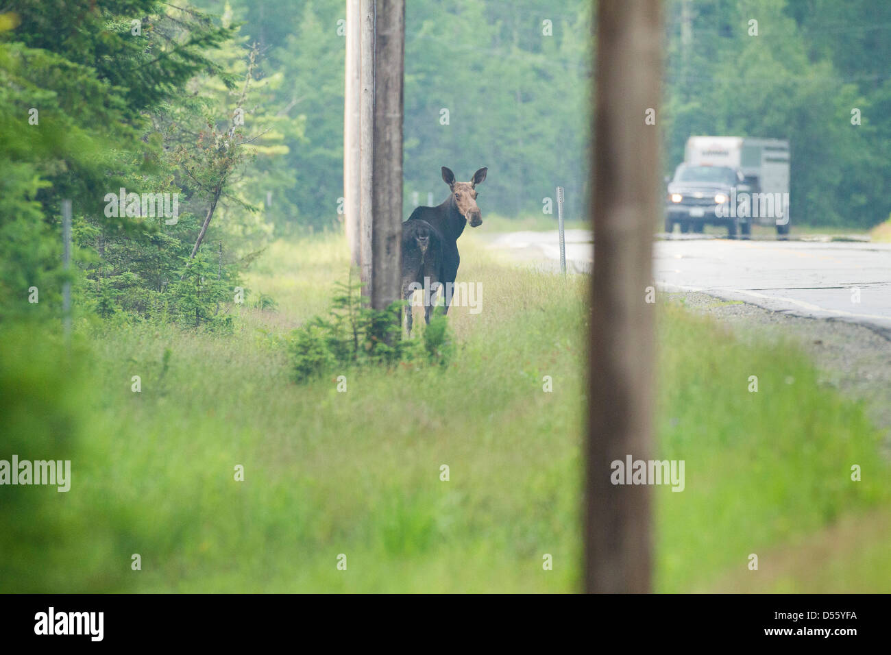 Moose standing close to the street as a vehicle approaches - road ...