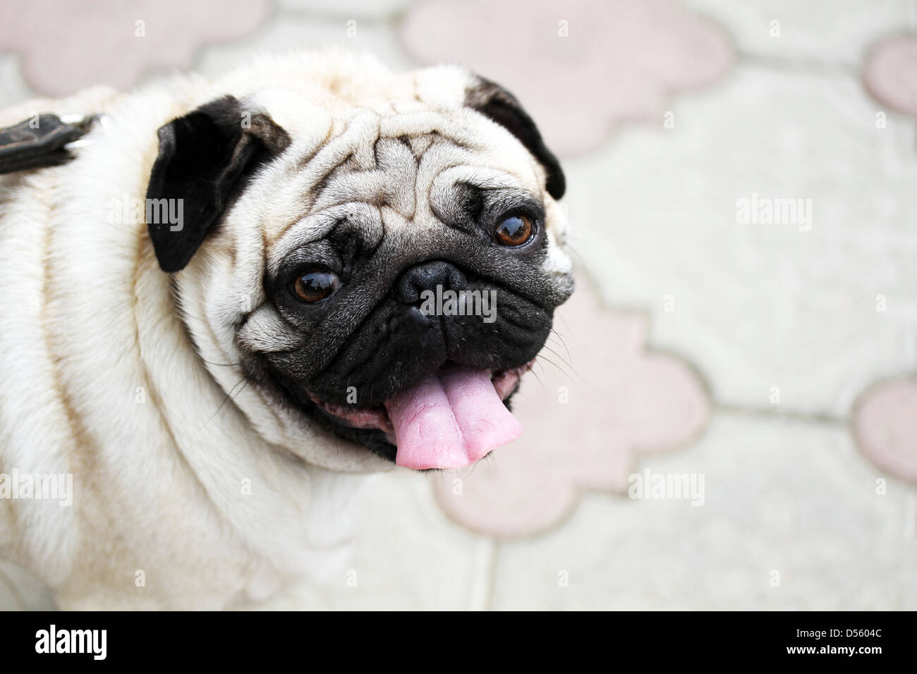 Funny closeup of a cute mops portrait Stock Photo - Alamy