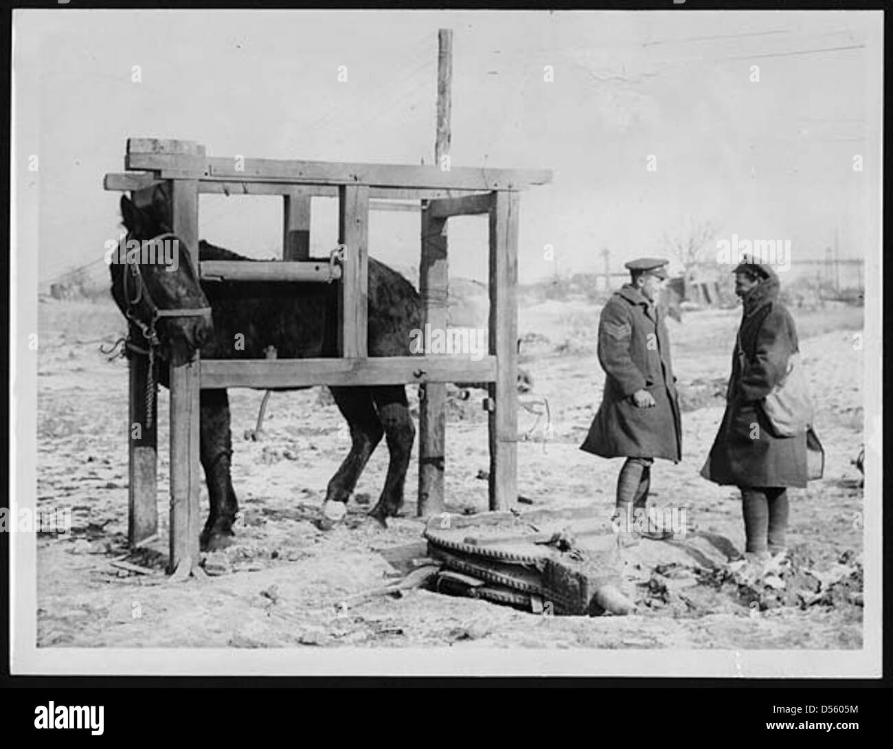 A mule stands in stocks, awaiting to be shod during World War I. Mules ...