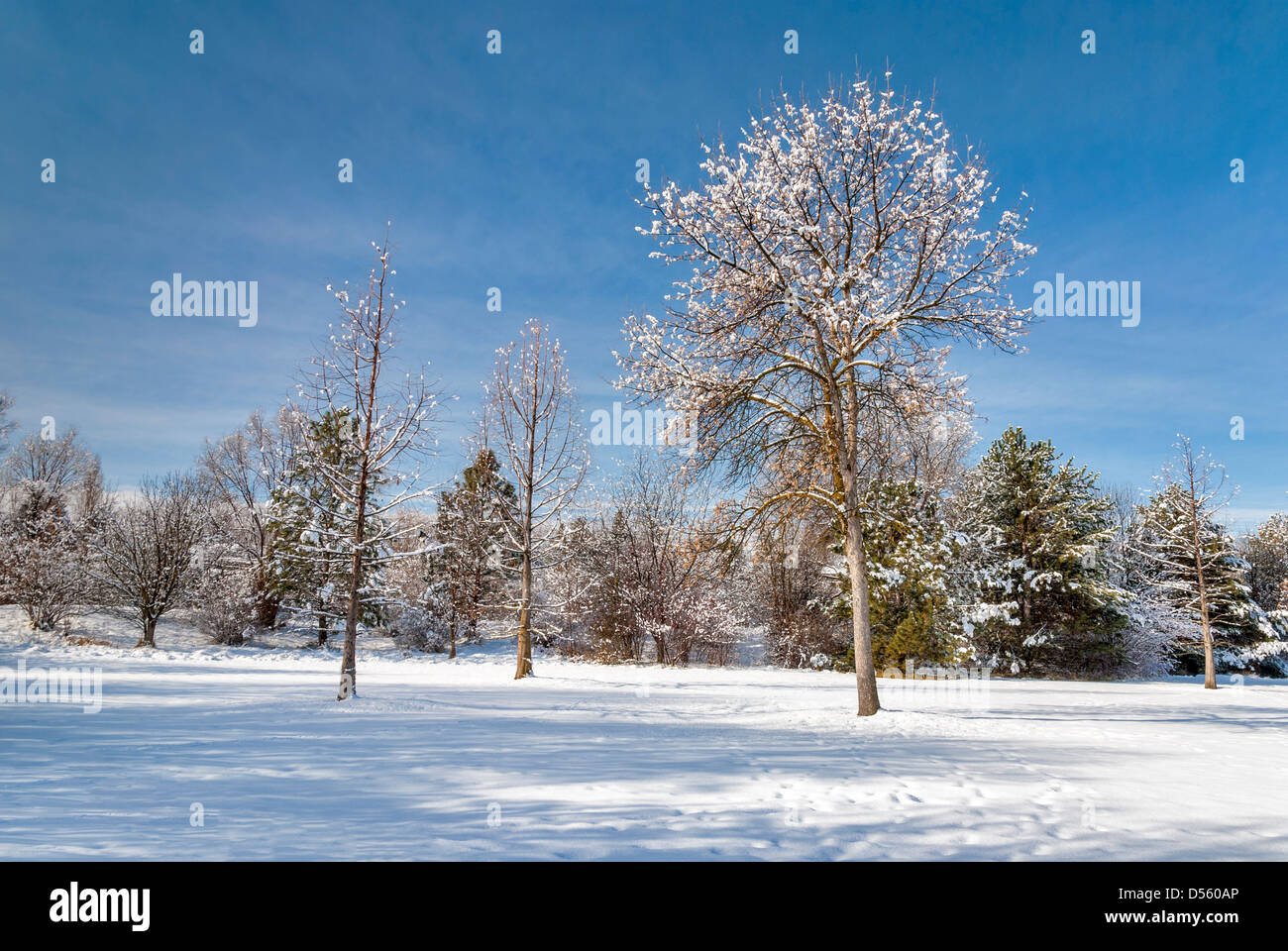 Trees with snow in a park with blue sky Stock Photo - Alamy
