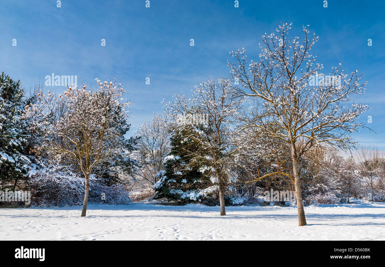 Trees with snow on them hi-res stock photography and images - Alamy