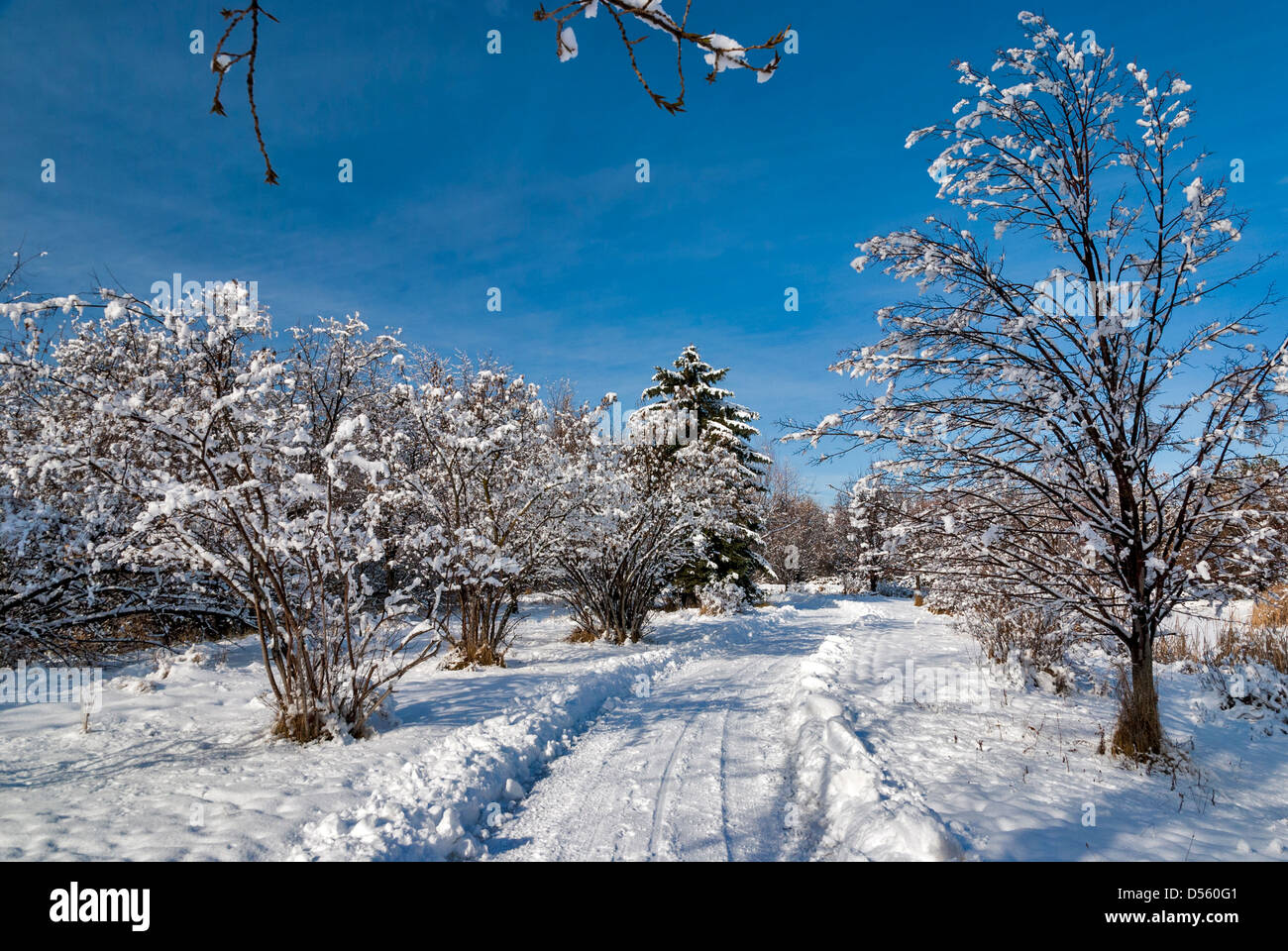 Tracks in snow can hi-res stock photography and images - Alamy