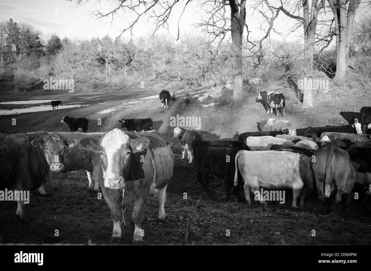 Black and white cows Black and White Stock Photos & Images - Alamy