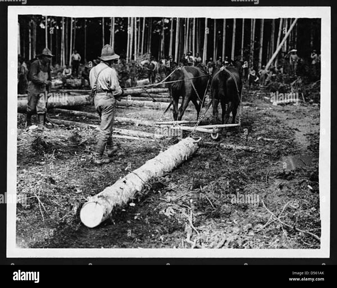 Canadian soldiers engaged in forestry work during World War I are shown ...