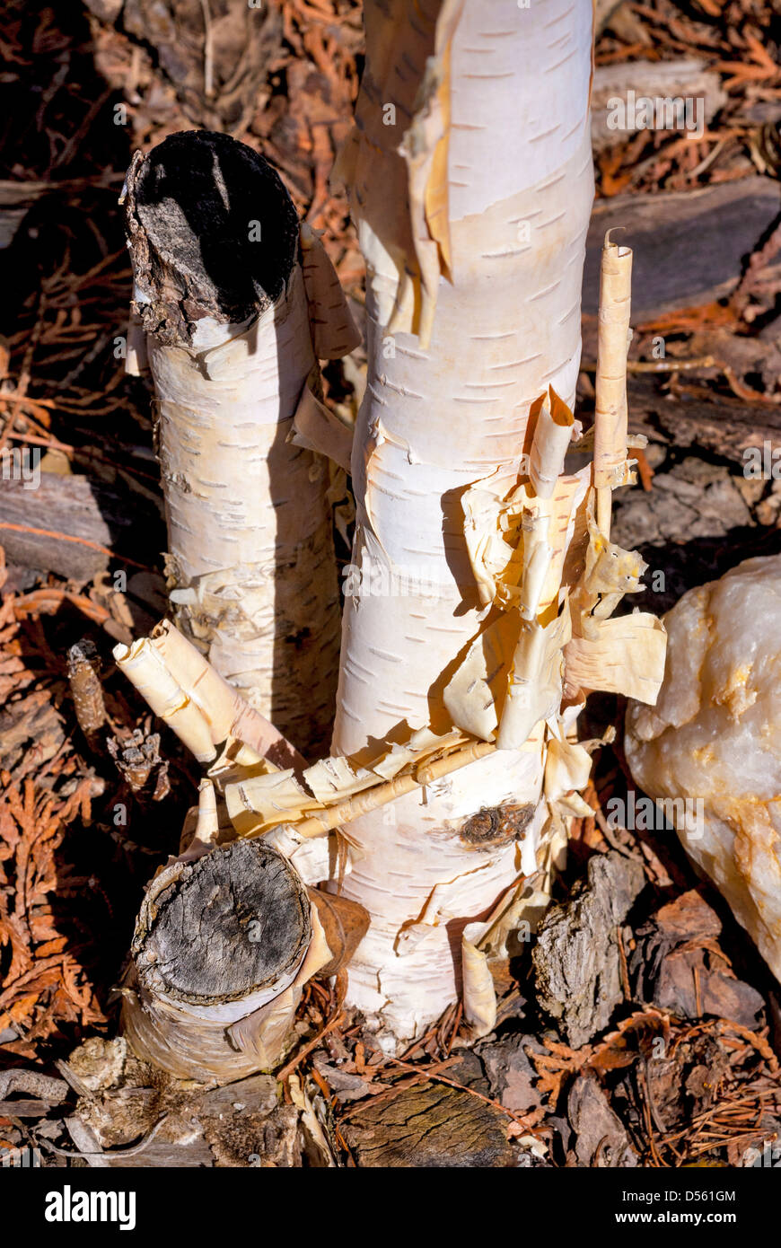 White Birch tree bark Stock Photo - Alamy