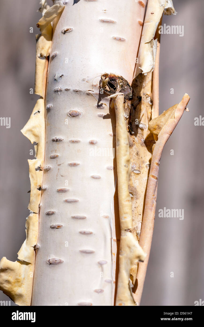 Bark peeling from tree hi-res stock photography and images - Alamy