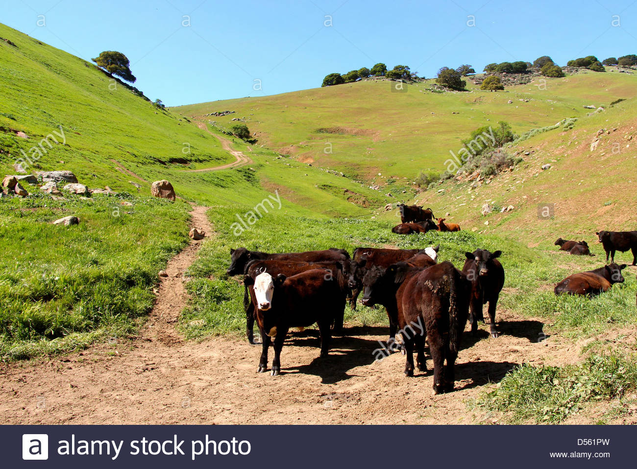 Free Range Cattle Stock Photos & Free Range Cattle Stock Images - Alamy