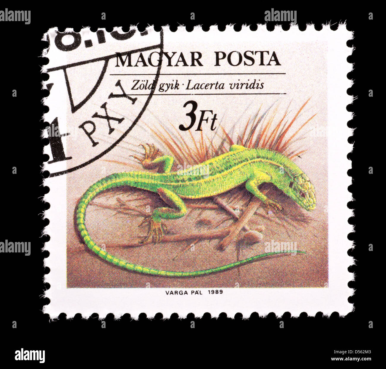 Postage stamp from Hungary depicting a European green lizard (Lacerta ...