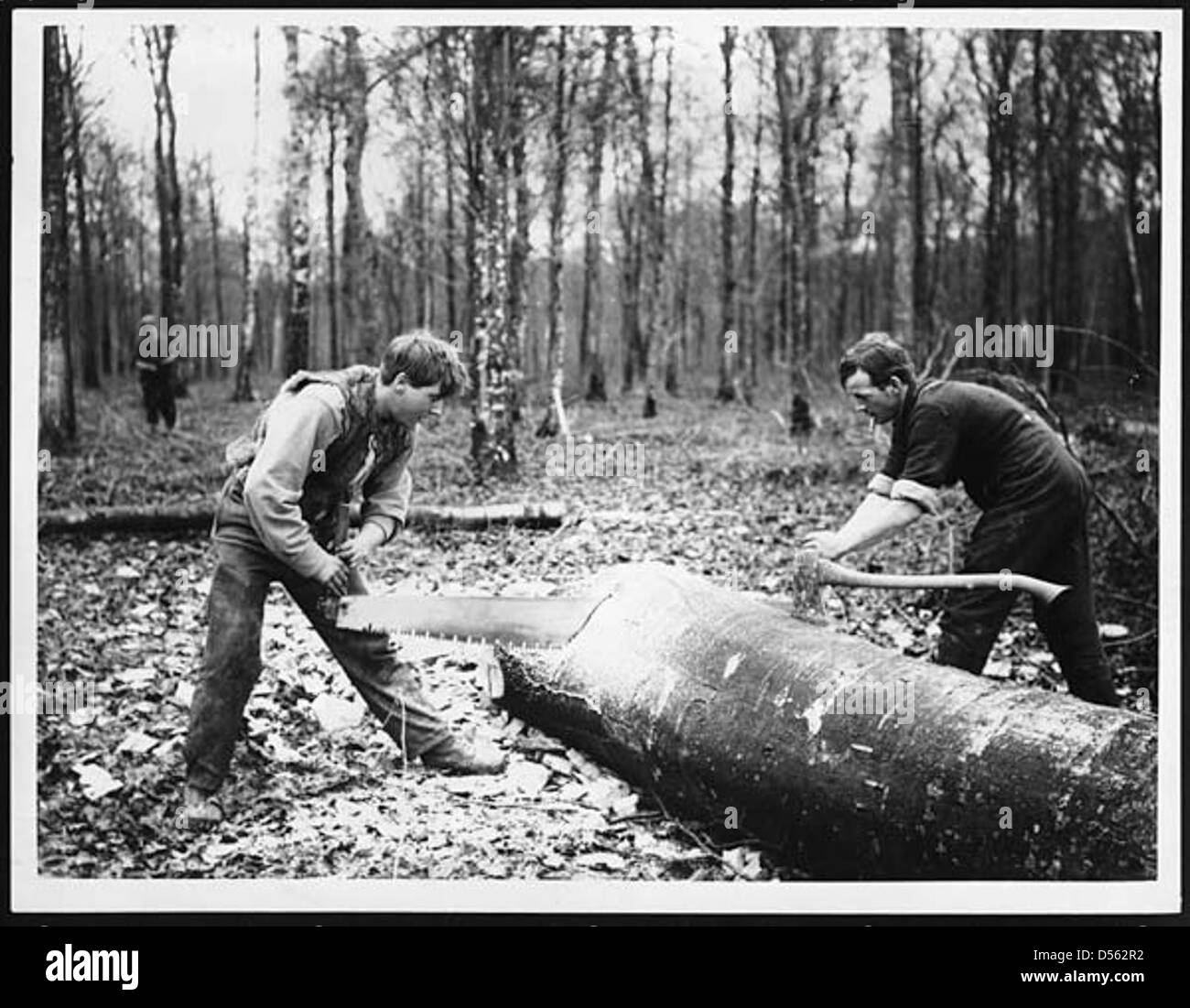 Cross-cutting a tree Stock Photo - Alamy