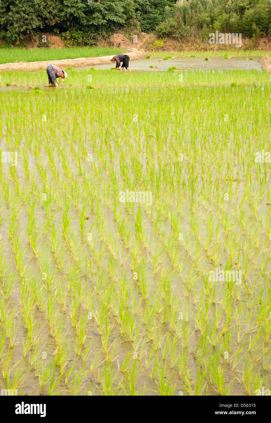 Asian peasantry grow rice Stock Photo - Alamy