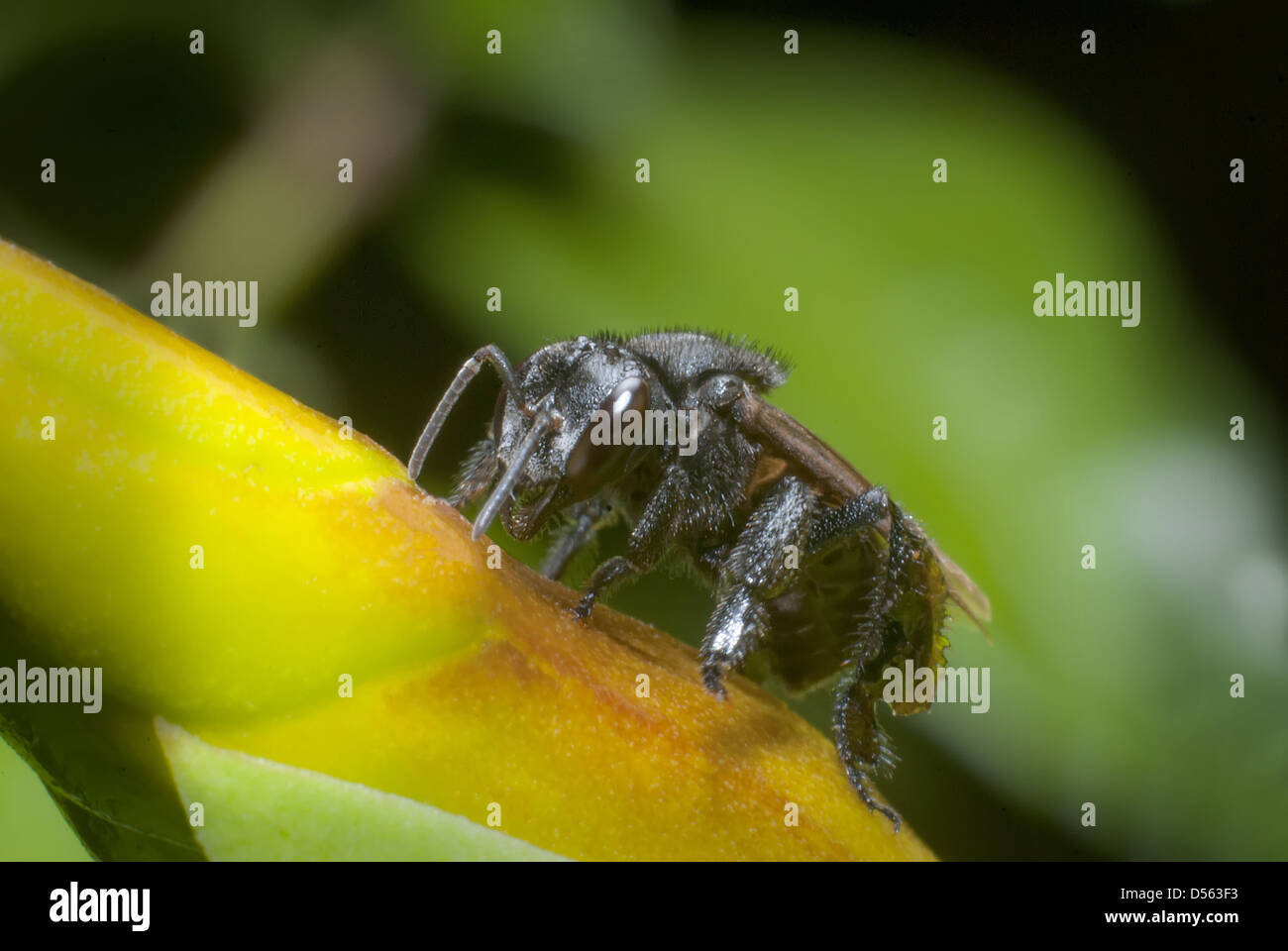Little bug on a flower Stock Photo - Alamy
