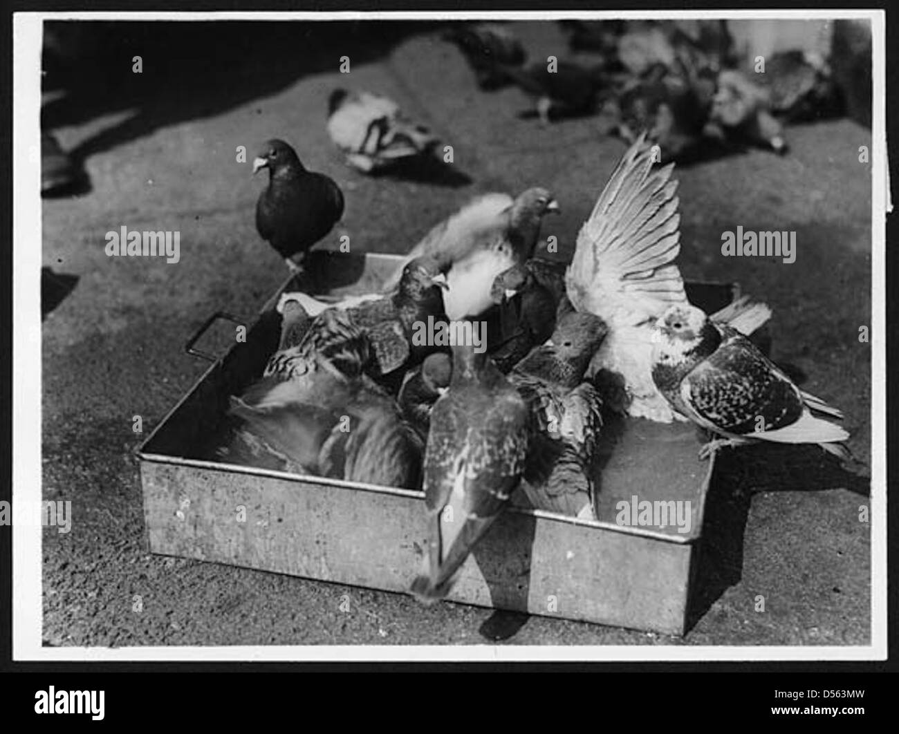 Soldiers take a rare break to bathe during World War I, an essential ...
