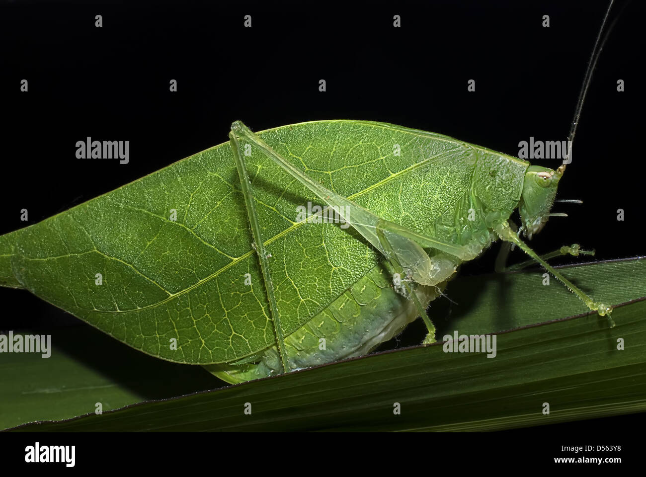 Nature disguise hi-res stock photography and images - Alamy