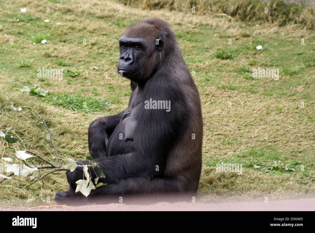 Female gorilla in zoo hi-res stock photography and images - Alamy
