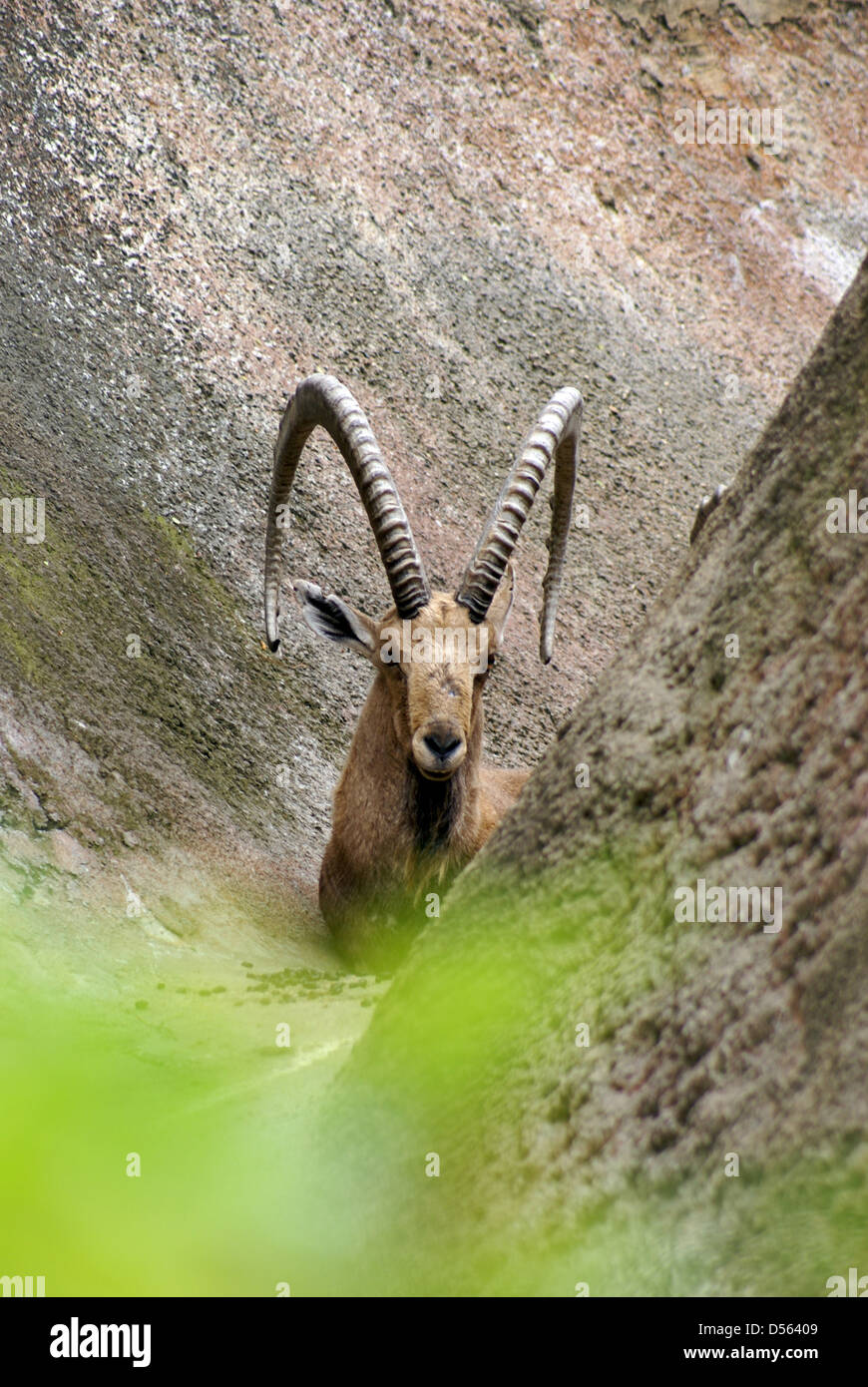 Nubian Ibex Stock Photo, Royalty Free Image: 54839241 - Alamy