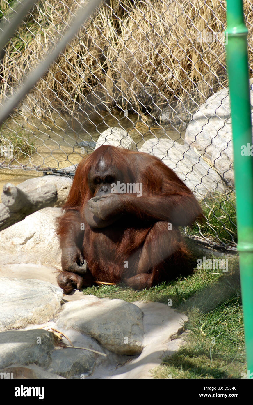 Red ape orangutan hi-res stock photography and images - Alamy