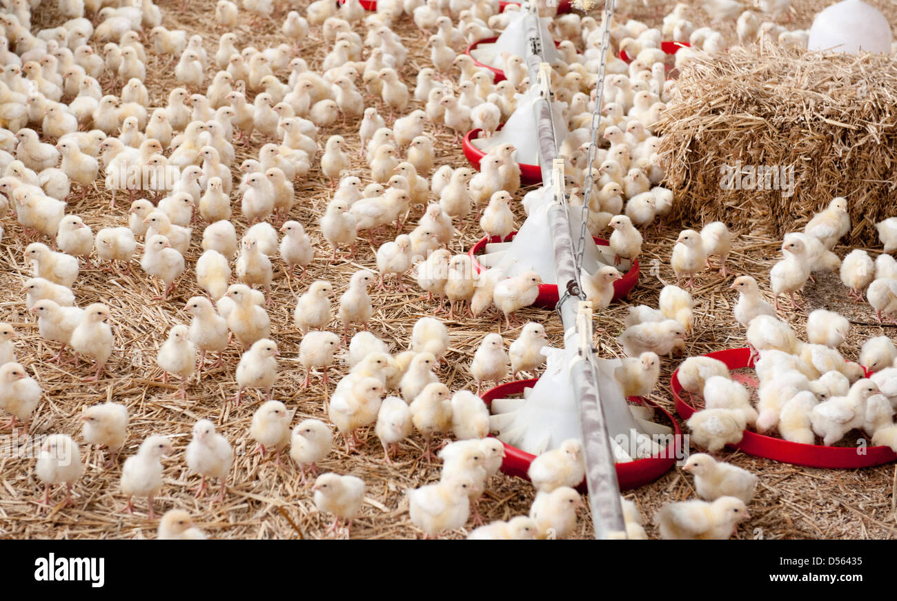 Female chicks stand in a stall at Carsten Bauck's organic farm in Klein ...