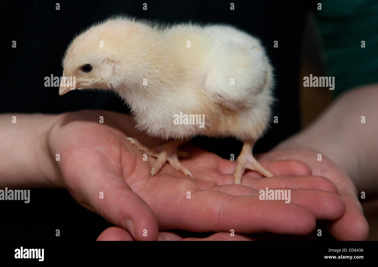 Trainee Fiona Seeger holds a female chick at Carsten Bauck's organic ...