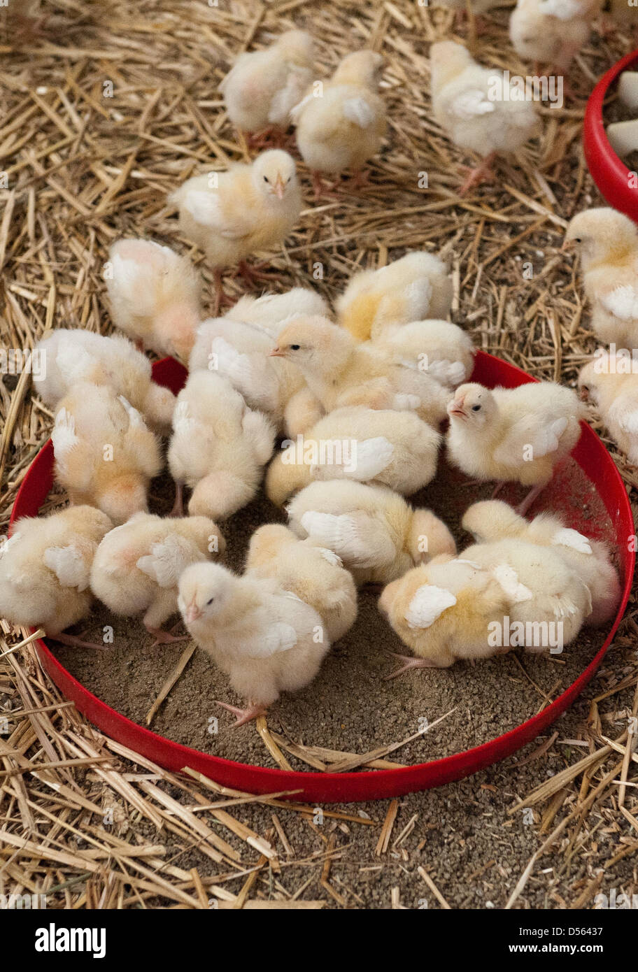Female chicks stand in a stall at Carsten Bauck's organic farm in Klein ...