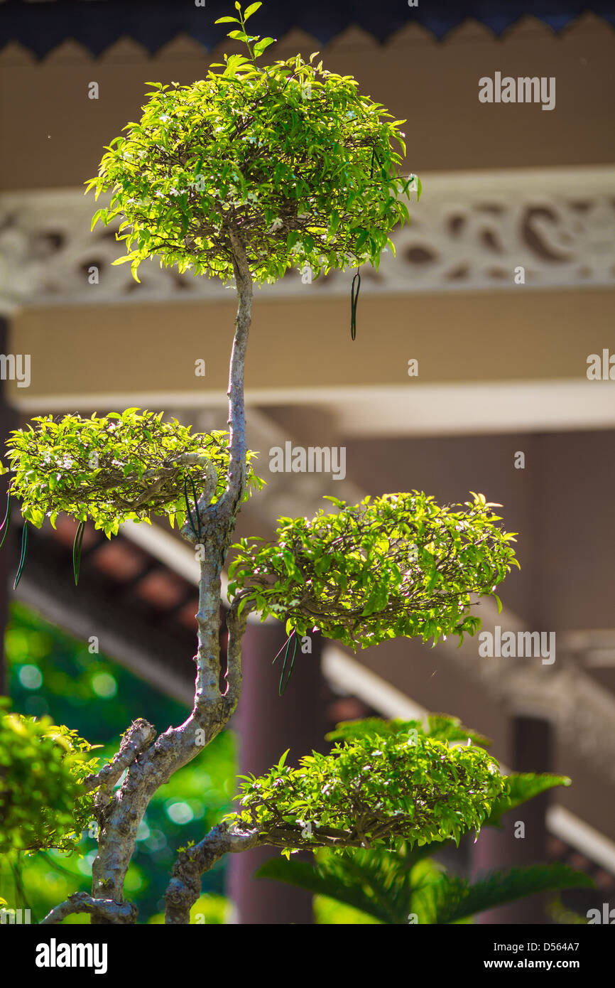 Asian tree. Japan Stock Photo - Alamy