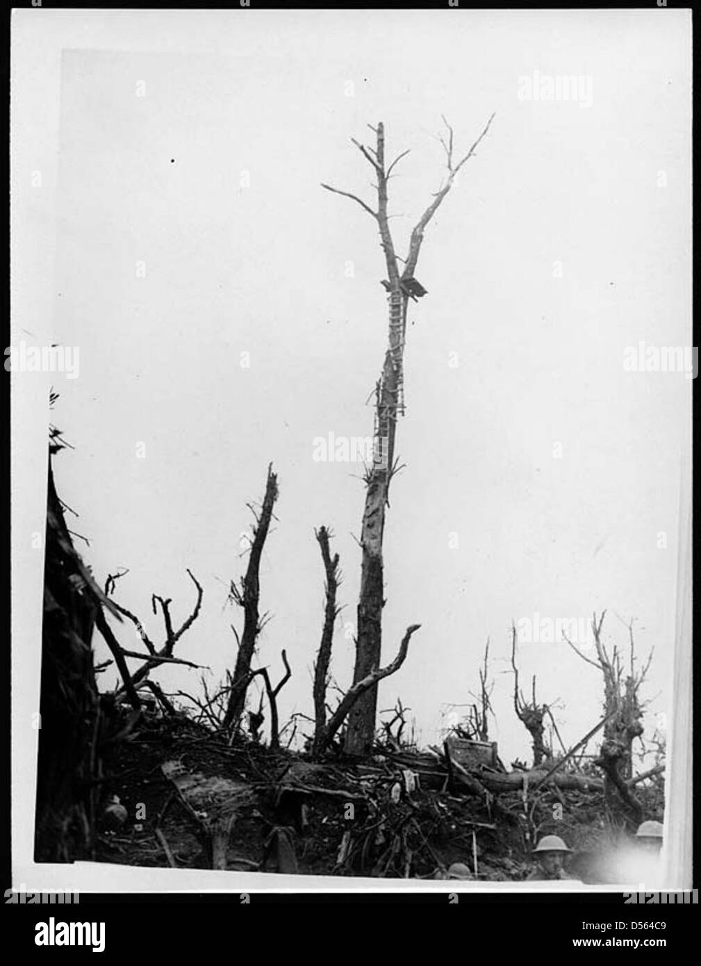 A former German observation post (O.P.) in a tree, captured during ...