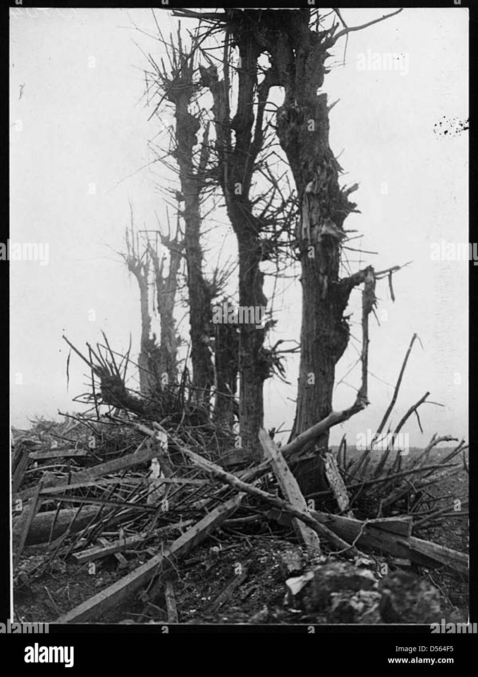 This photograph shows the remnants of an avenue of trees, destroyed ...