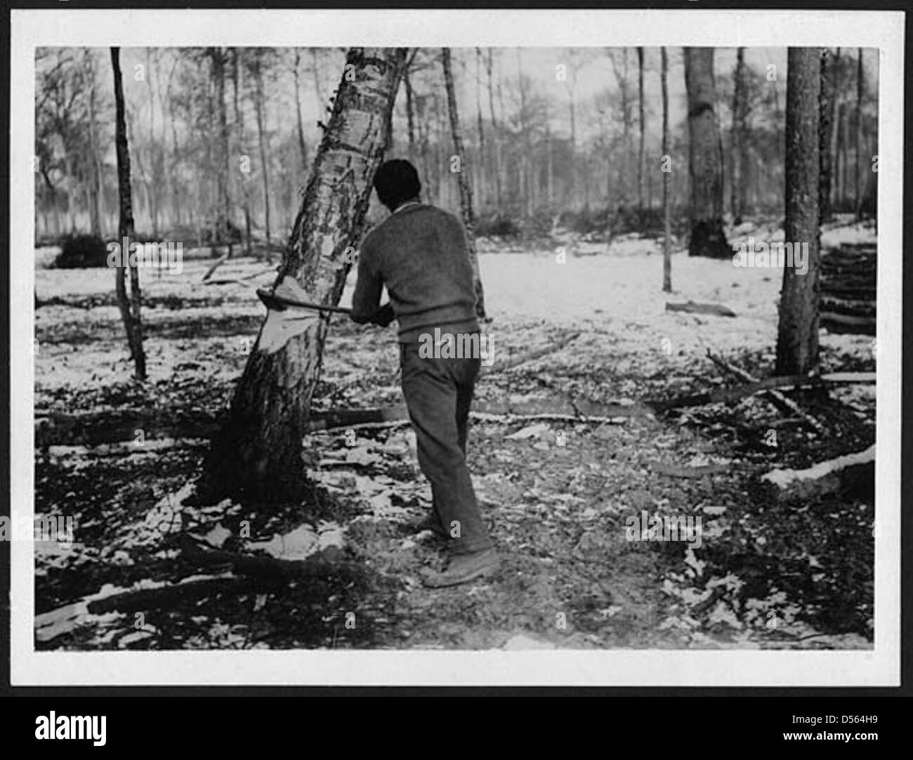 Ww1 Tree Black and White Stock Photos & Images - Alamy