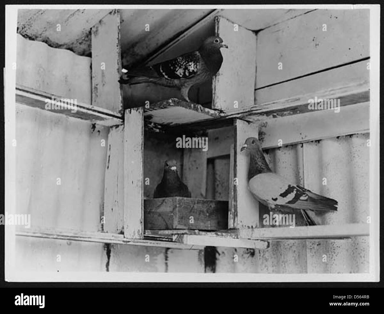 Carrier pigeons, despite being injured, managed to complete their vital ...