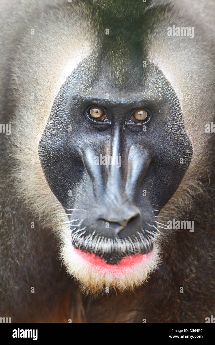 Angry monkey hi-res stock photography and images - Alamy