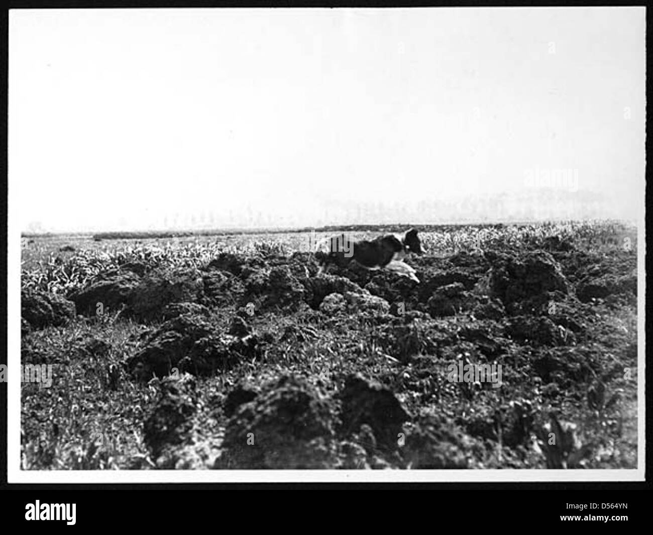 A messenger dog navigating the front lines during World War One ...