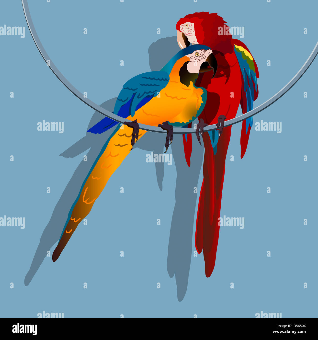 illustration, two bright parrot on the ring Stock Photo - Alamy