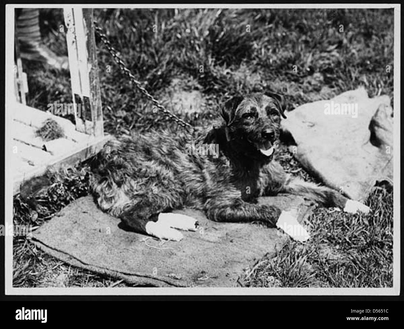A World War I soldier named Paddy, shown as a victim of gas warfare ...