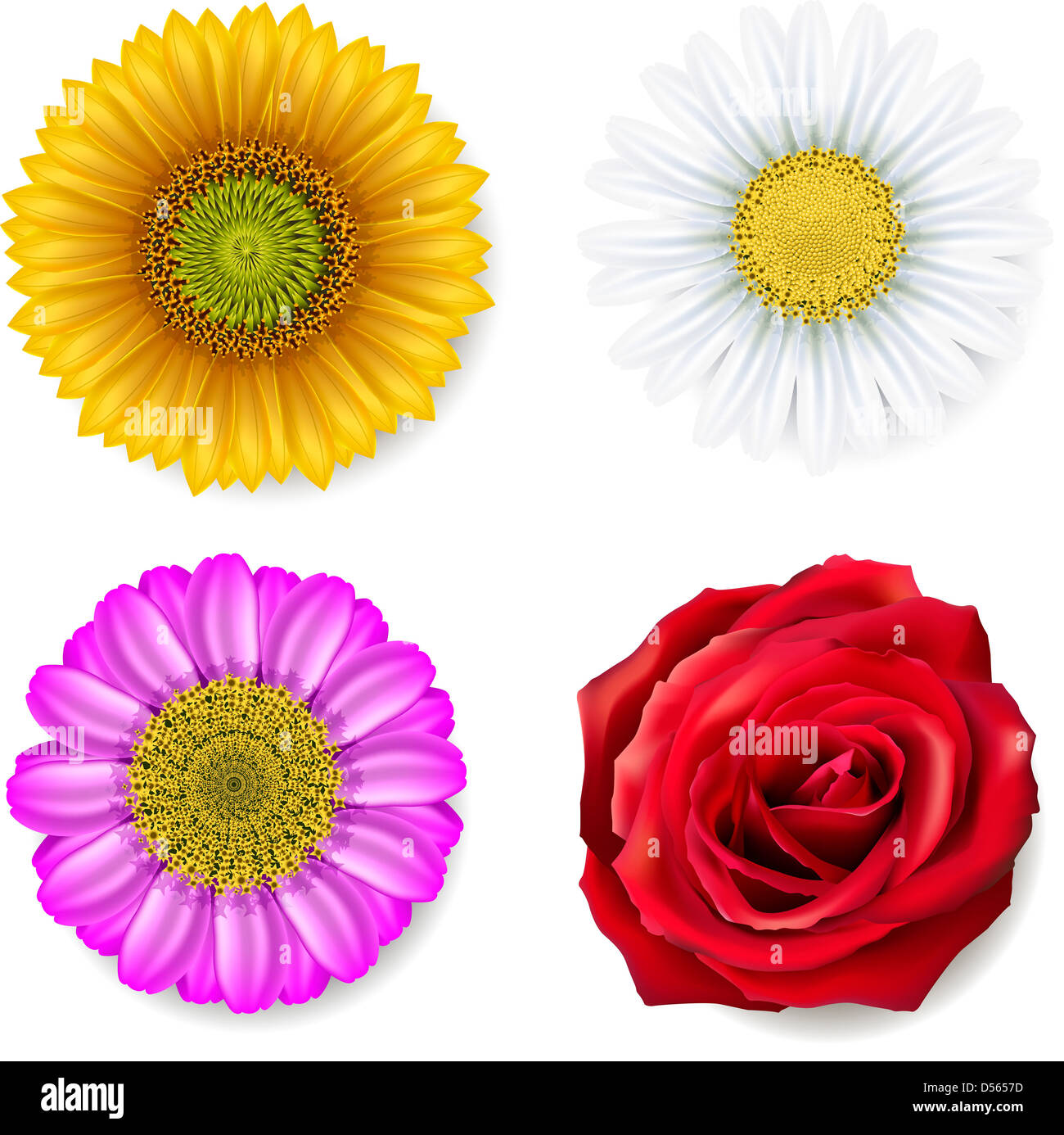 illustration, a set of four different flowers Stock Photo - Alamy