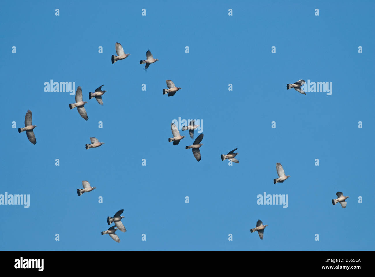 Wood pigeons hi-res stock photography and images - Alamy