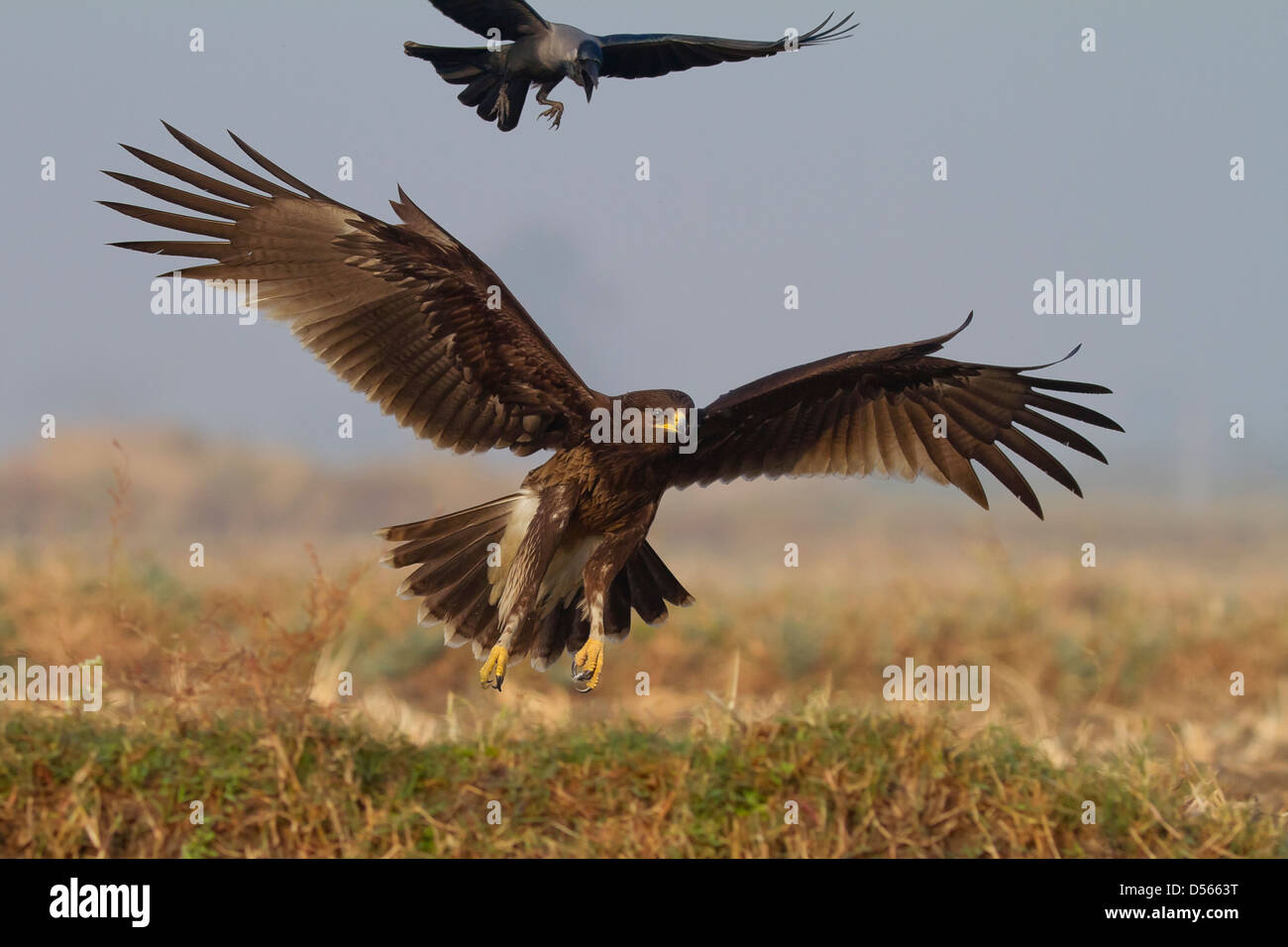Greater Spotted Eagle (Aquila clanga) Landing Stock Photo - Alamy