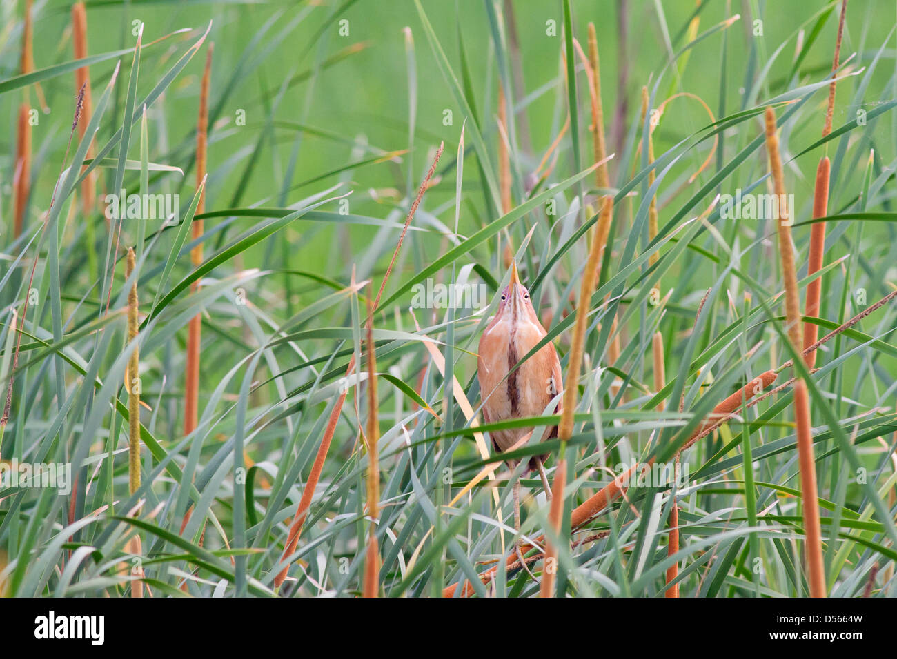 Indian cinnamon gujarat hi-res stock photography and images - Alamy