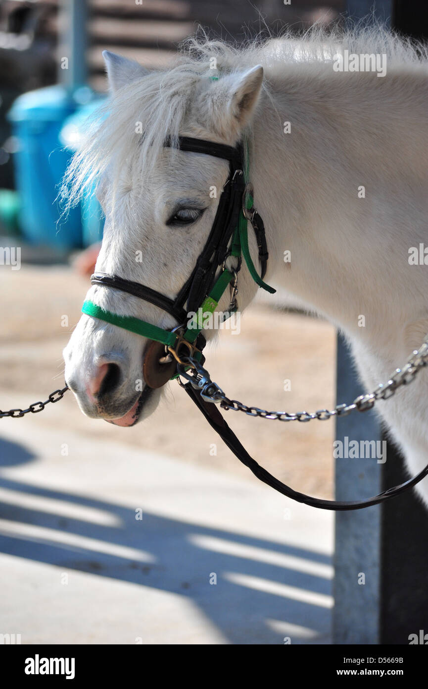 Pony in the Asamizo Park, Japan Stock Photo - Alamy
