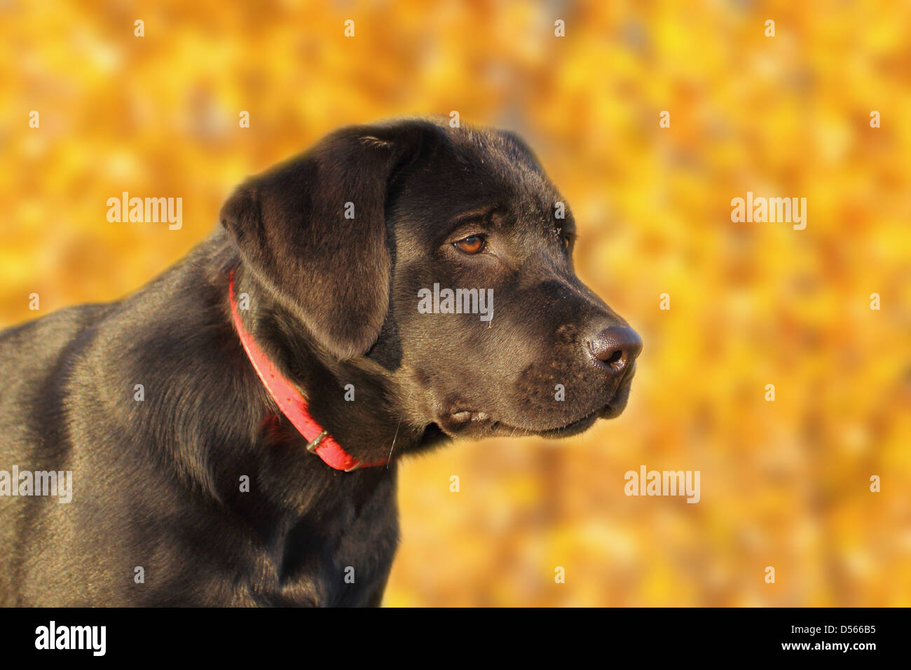 portrait of a young black labrador retriever over the autumn forest ...