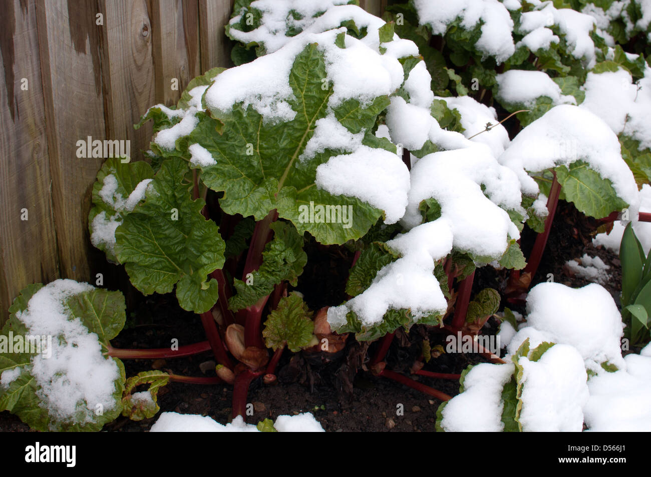 Snow on rhubarb plants Stock Photo - Alamy